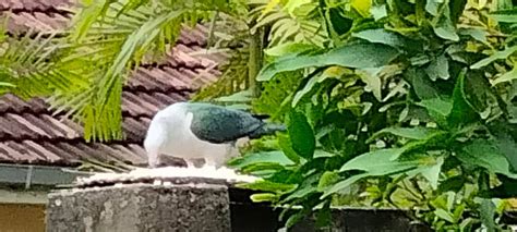 ශ්‍රී ලංකාවේ වැසි වනාන්තර සහ වනජීවී සම්පත මේ පක්ෂියා පරෙවියෙකුට වඩා විශාලයි මෙයාගෙ නම මොකක්ද