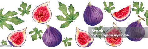 무화과와 테두리 디자인 달콤하고 신선한 수확의 삽화 농민 시장 메뉴 조리법 포장의 디자인을 위한 수평 배너 또는 프레임 과일