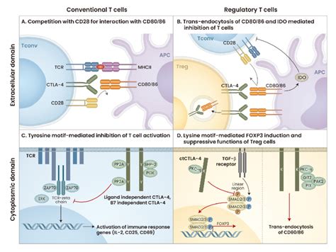 The Role Of Ctla 4 In Regulating T Cell Activation And Treg Cell Download Scientific Diagram The Role Of Ctla 4 In Regulating T Cell Activation And Treg Cell Download Scientific Diagram