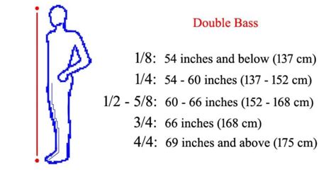 Double Bass Age And Size Hora Instruments Hora Instruments