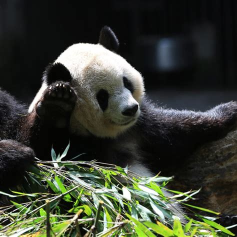 python pandas tutorial check our complete introduction to pandas