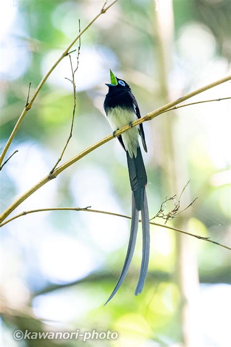 三光鳥【サンコウチョウ】2022 2 Kawanori Photo