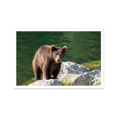 After Lunch Rolled Canvas Grasshopper Geography