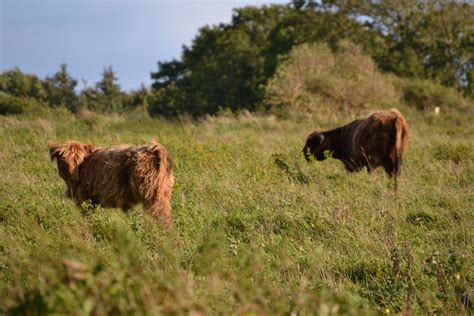 Low Intensity Grazing Is Locally Better For Biodiversity But
