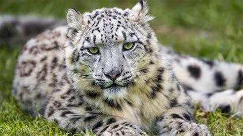 White Wallpaper 4k Snow Leopard Green Grass