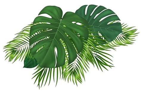 녹색 야자수 잎이 있는 열대 구성 정글 무성한 단풍 식물과 여름 식물 디자인 초대장 배너 포스터 벡터 일러스트 레이 션 공휴일에 대한 스톡 벡터 아트 및 기타 이미지