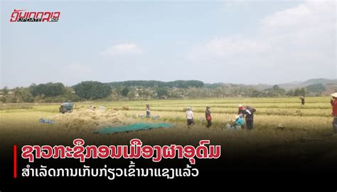 ຊາວກະຊິກອນເມືອງຜາອຸດົມ ສໍາເລັດການເກັບກ່ຽວເຂົ້ານາແຊງແລ້ວ Updatelaos