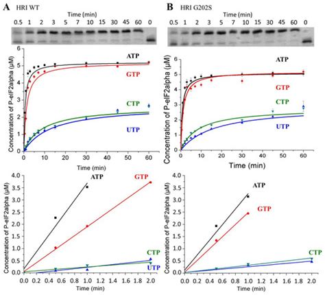 Is Atp The Only Nucleoside Triphosphate Among Atp Ctp Gtp And Utp To Have A Role In Kinase