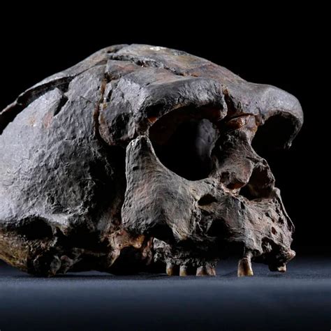 Homo Erectus Fossils In Sangiran As Traces Of Ancient Human Ancestors