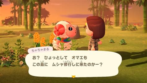 あつ森住民離島ガチャ成功 荒ぶるひつじ