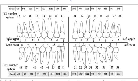 Figure 1 From Deep Learning For Tooth Identification And Enumeration In Panoramic Radiographs