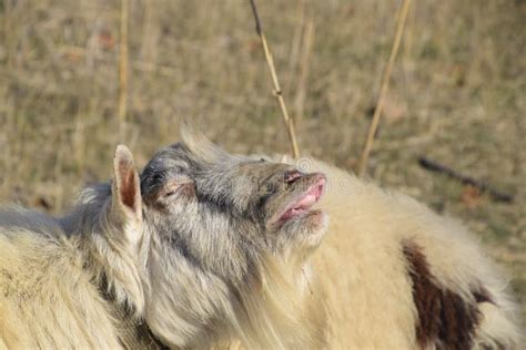 Goat Lifts His Lip And Sniffs Pheromones Goat Sexual Behavior During Mating Stock Image Image