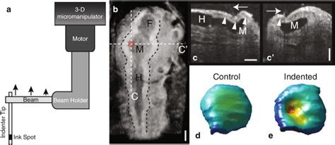Oct Imaging During Microindentation A Schematic For Microindenter As