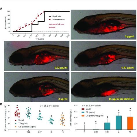 Dapi Staining Observation A And Flow Cytometry Analysis B On A375