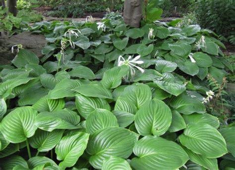 Hosta Plantaginea Fragrant Plantain Lily Growing Guide