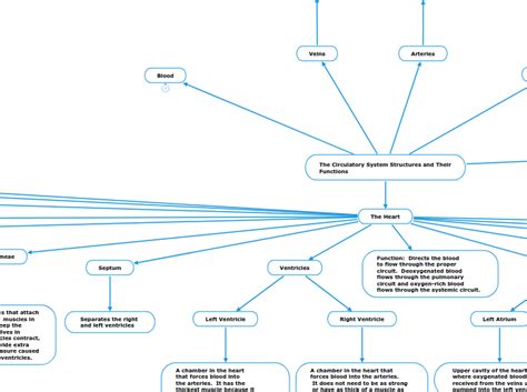 The Circulatory System Structures And Thei Mind Map