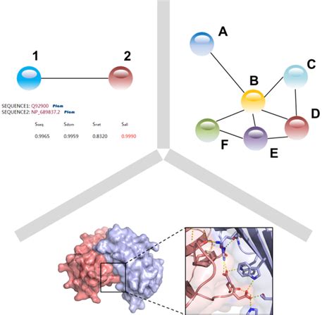 In Silico Protein Protein Interactions Prediction Profacgen