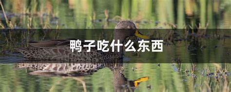 鸭子吃什么东西 如意谷