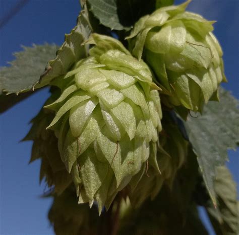 Hopshed At Blackwood River Bend