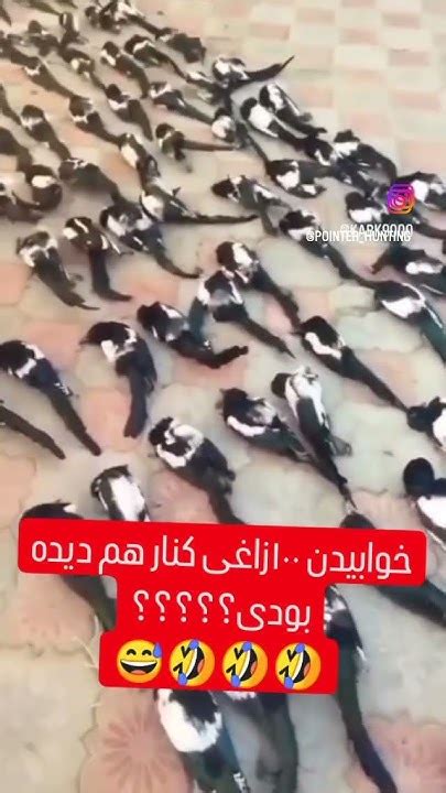 زاغی افت پرندگان و محصولات ایران Youtube