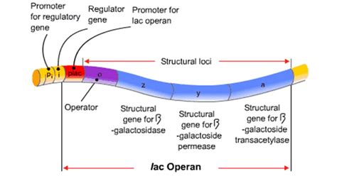 Regulation Of Protein Synthesis In Prokaryotes