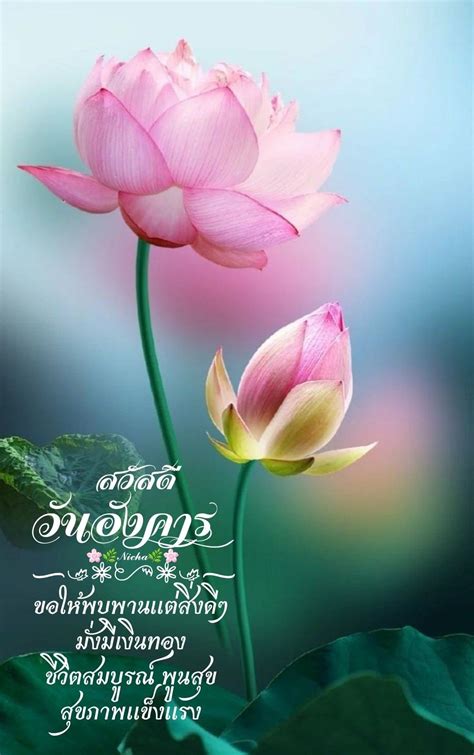 ℋ𝒶𝓅𝓅𝓎 𝓣𝓾𝓮𝓼𝓭𝓪𝔂 🌸🌿 การถ่ายภาพดอกไม้ ฝันดีราตรีสวัสดิ์ ดอกไม้สวย