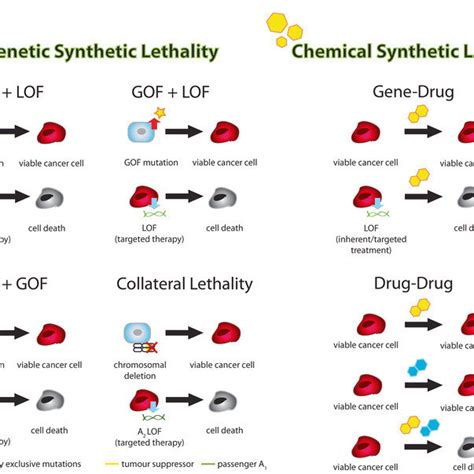 Synthetic Lethal Interactions Identified In Lung Cancer Download Table