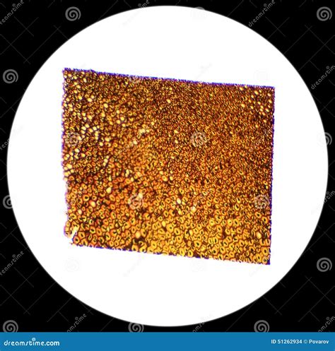 Plasmodesmata Slice Under The Microscope Plasmodesma Sec Stock