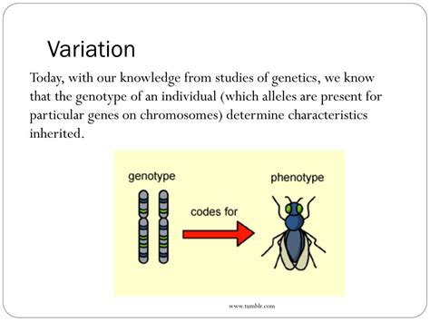 Ppt Blueprint Of Life Topic 7 Modern Genetics Powerpoint