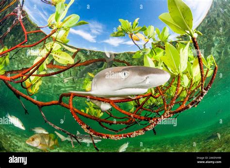 Lemon Shark In Mangrove At Valeria Sturm Blog