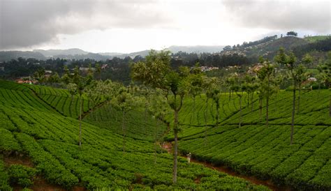 Coonoor
