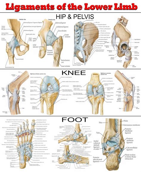 Ligaments Of The Lower Limb An Anatomical Overview Poster Ready To
