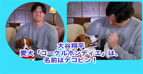 大谷翔平の愛犬コーケルホンディエは名前はデコピン エンタメファミリー