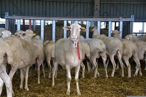 How To Start Sheep Farming From Scratch A Detailed Guide For Beginners Atilla Ayyıldız And Biz