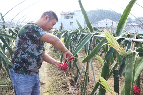 火龙果种植牵手数字农业大棚实现双赢 街道 彭水网