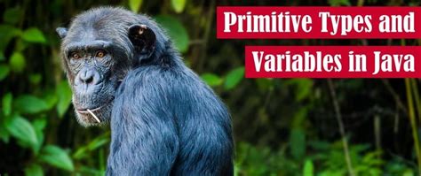 Primitive Types And Variables In Java Dev Community