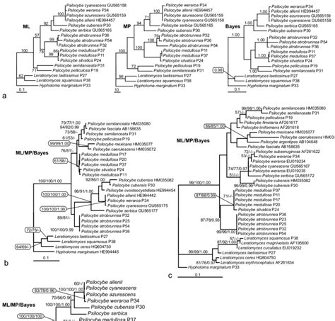 A Maximum Likelihood Ml Maximum Parsimony Mp And Bayesian Trees