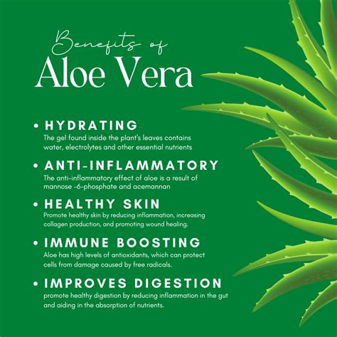 Benefits Of Aloe Vera From The Plant At Sherlyn Weyer Blog