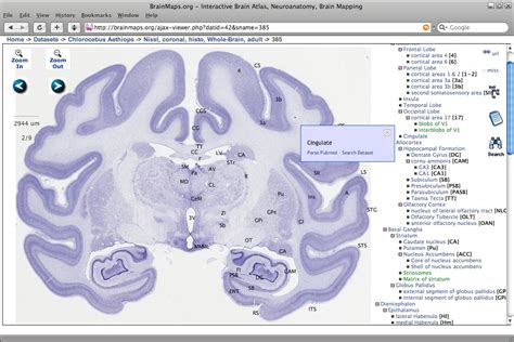 Brainmapsorg Brain Atlas Brain Maps Brain Structure