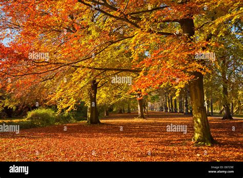 Autumn Trees Uk Hi Res Stock Photography And Images Alamy