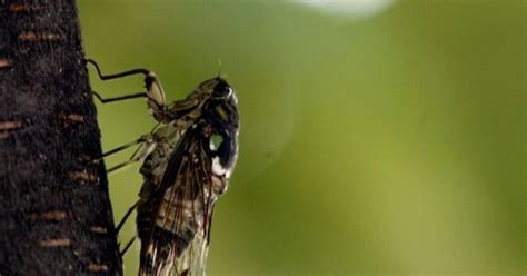 강찬수의 에코파일 잠실·반포가 매미들의 해방구가 된 까닭