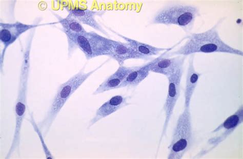 Connective Tissue Flashcards Quizlet