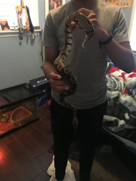 Ball Python And Accessories For Sale In Toquerville Utah