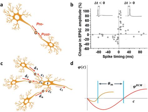 biological learning rules a the model of neuron system in hebbian