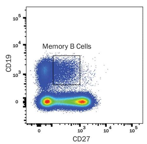 Memory B Cell Markers R D Systems
