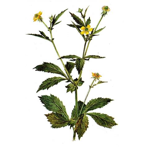 Гравилат городской (Geum urbanum L.) - лекарственное, чайное, съедобное ...