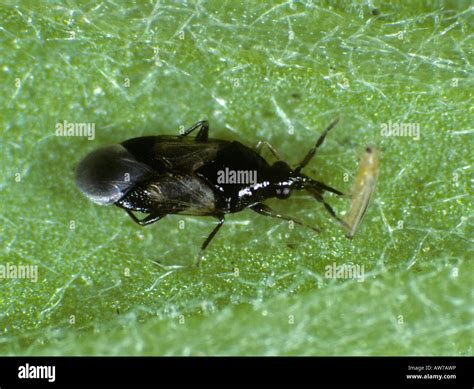 A Flower Bug Orius Laevigatus Feeding On A Western Flower Thrip Frankliniella Occidentalis Stock