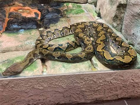 Are Reticulated Pythons Aggressive