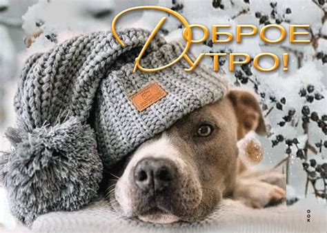 Зажигательная и энергичная открытка с собакой Доброе утро Скачать