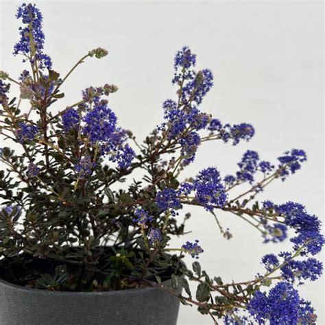 Z A M T X F P [ V S O G 5